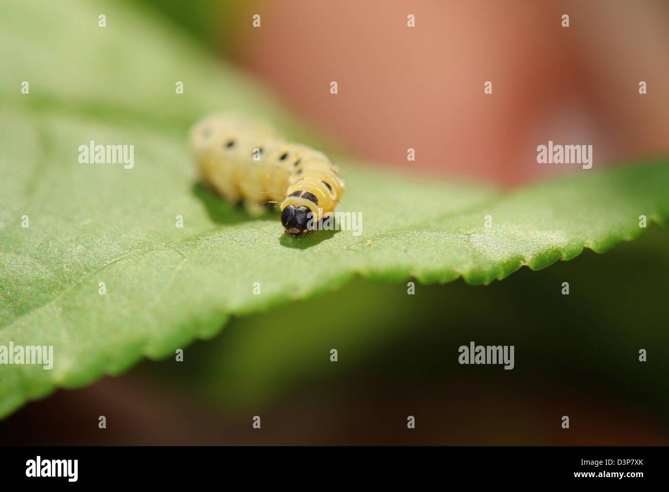 beautiful larva in movement Stock Photo - Alamy