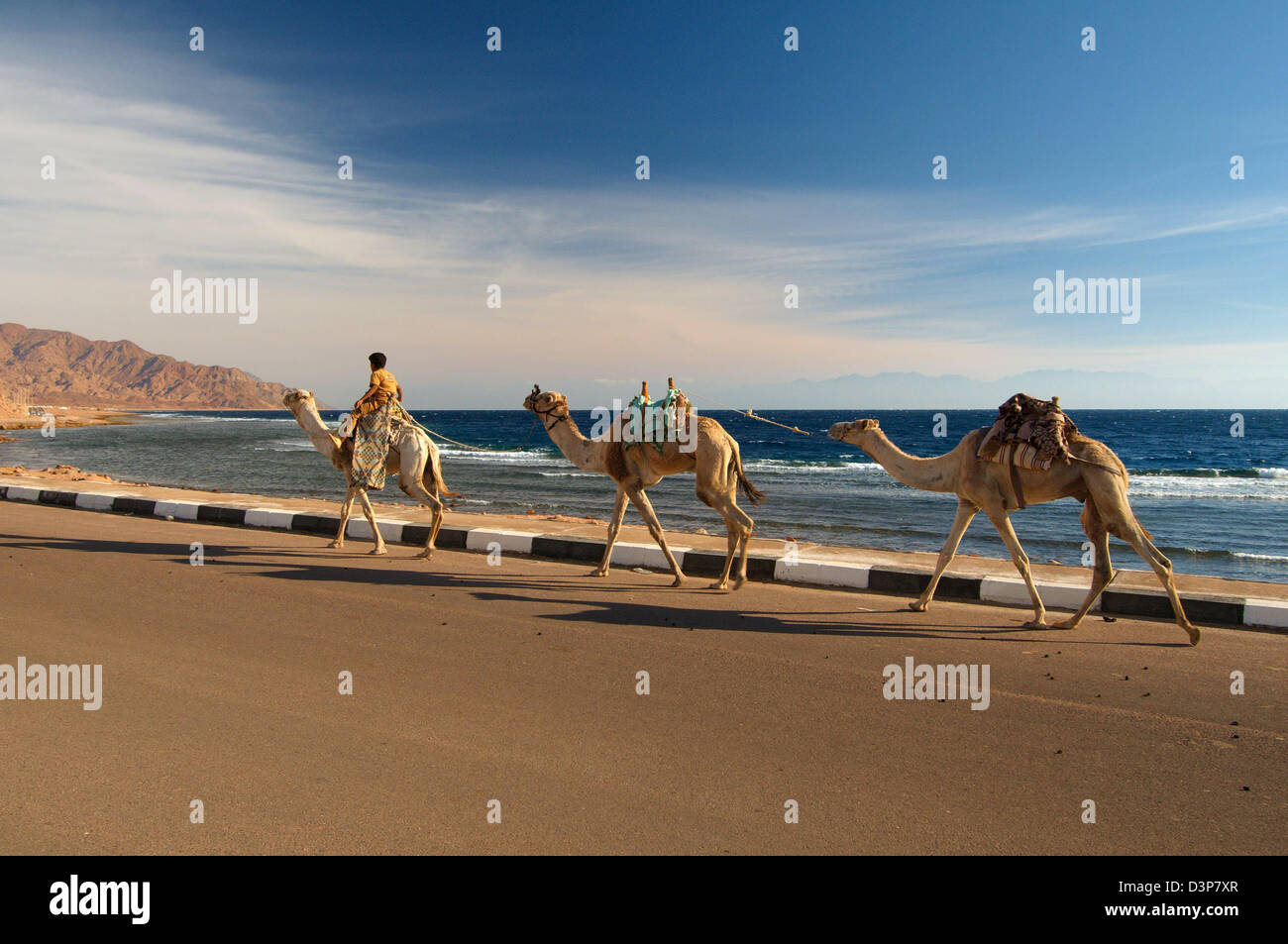 Dromedary camel or Arabian camel (Camelus dromedarius), Dahab, Egypt ...