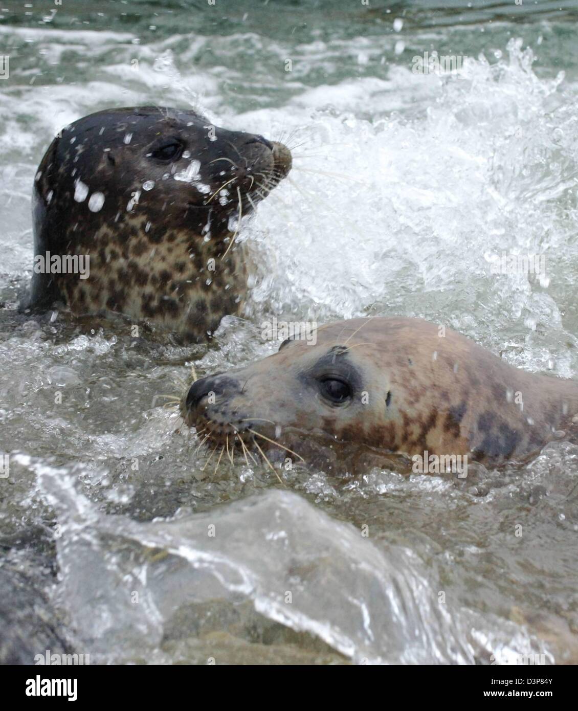 A common seal (back) and a grey seal (front) play in the seal care ...