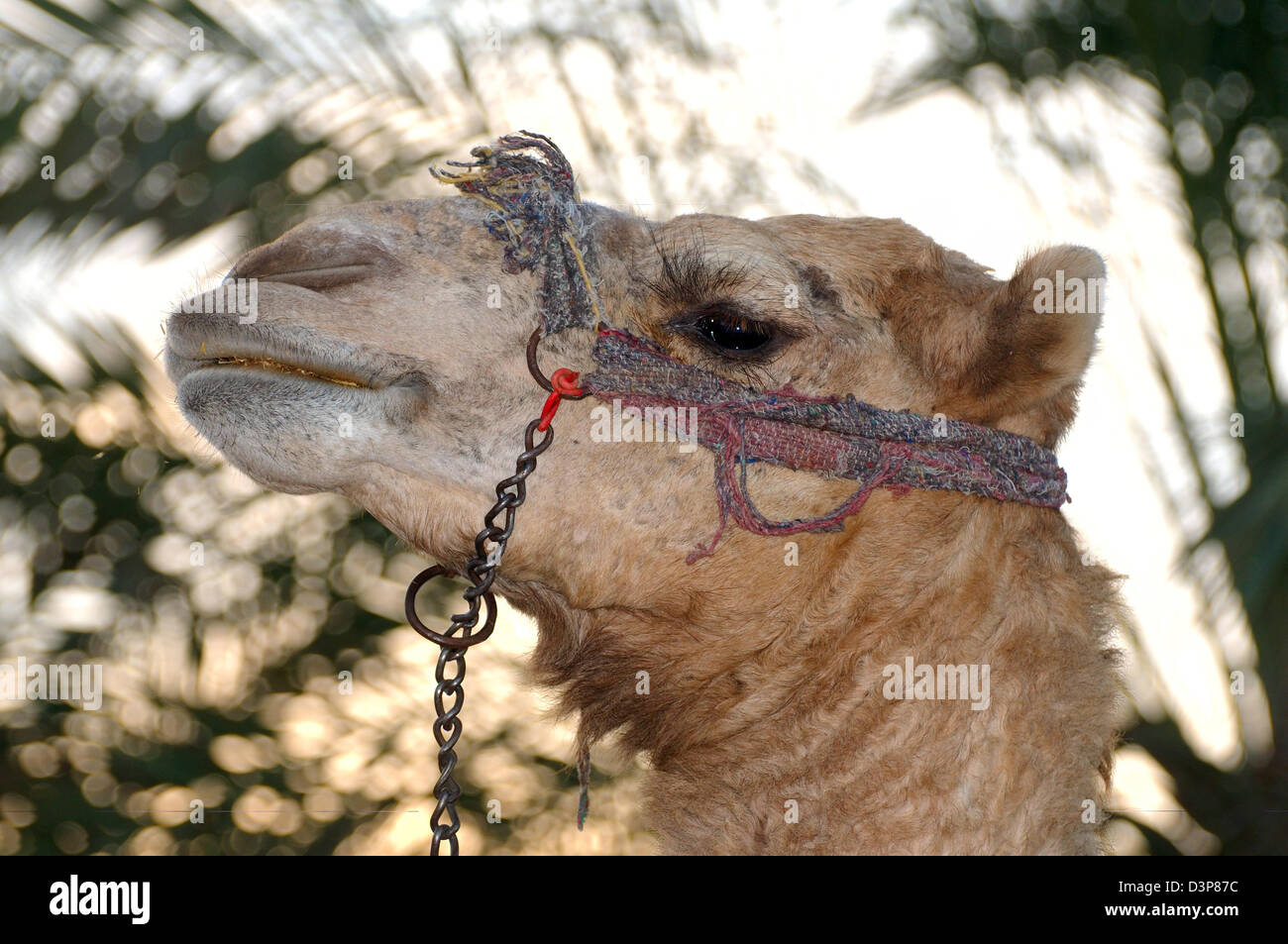 Portrait of Dromedary camel or Arabian camel (Camelus dromedarius ...
