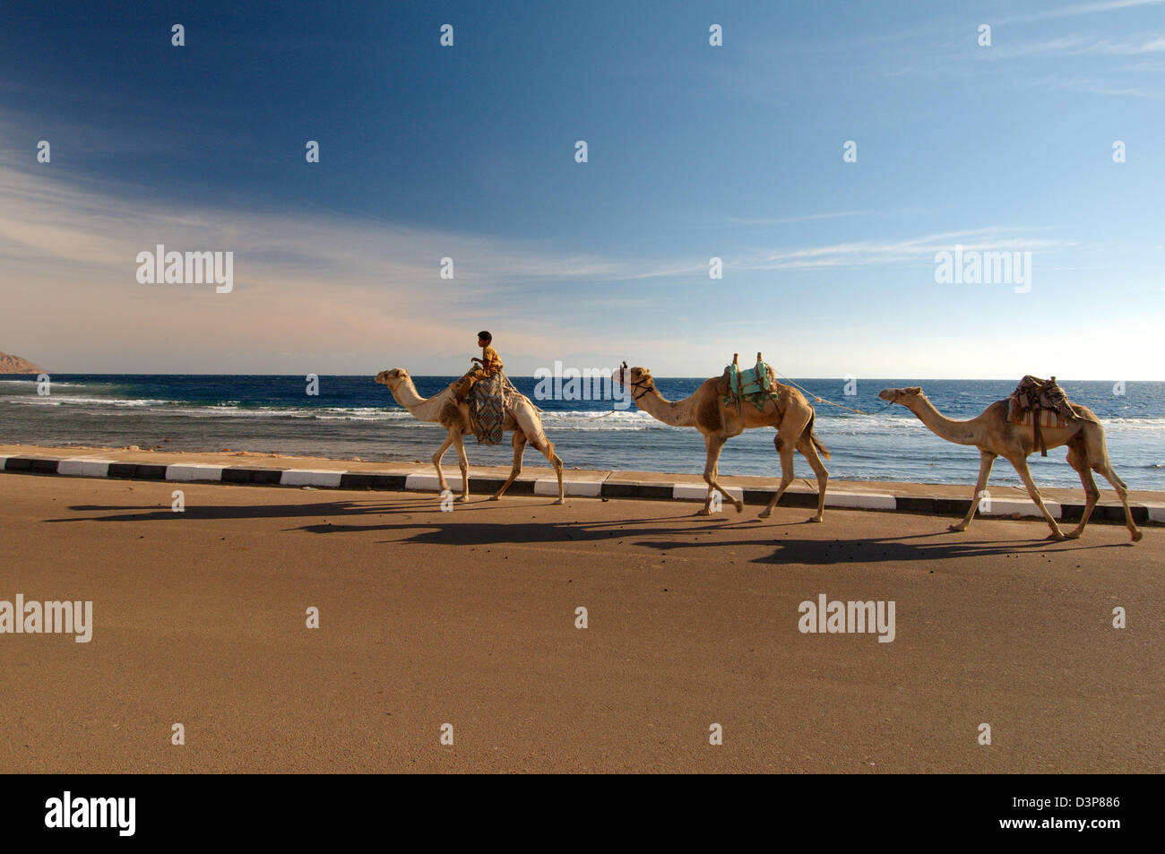 Dromedary camel or Arabian camel (Camelus dromedarius), Dahab, Egypt ...