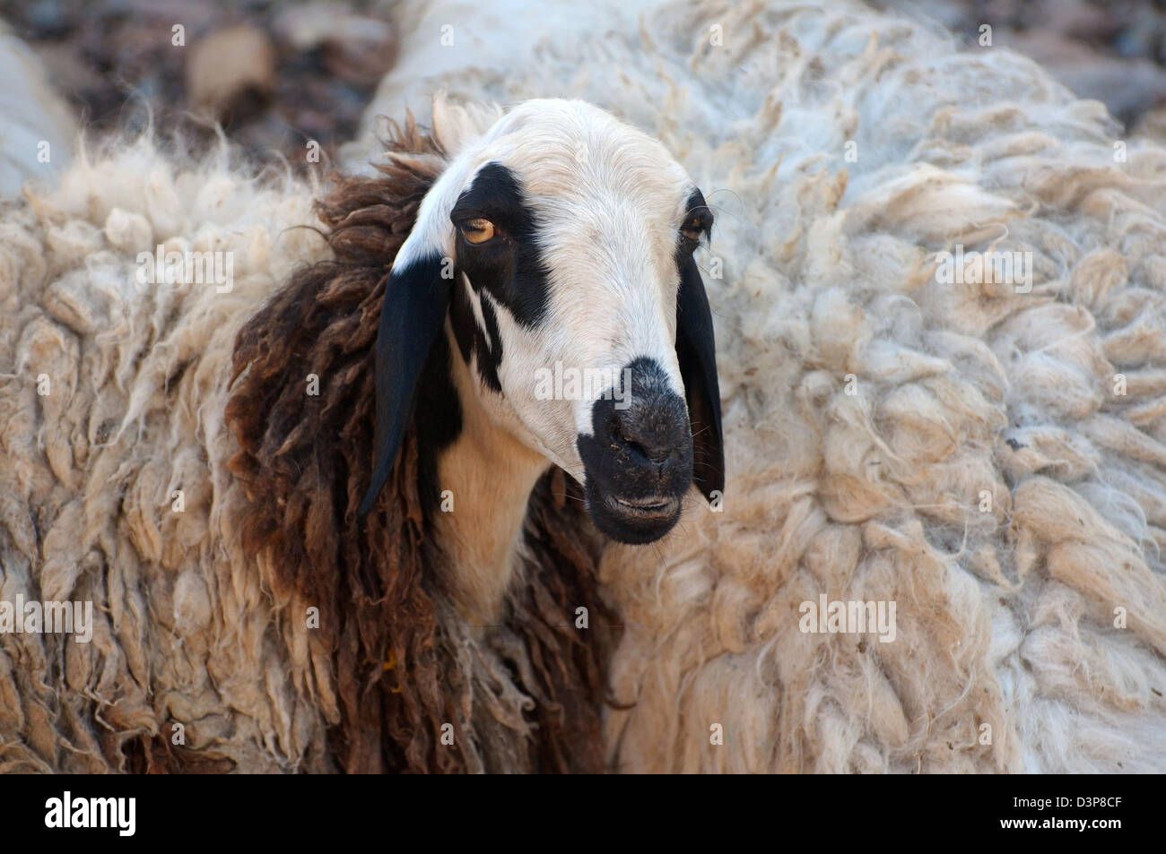 Sheep Portraits High Resolution Stock Photography and Images - Alamy