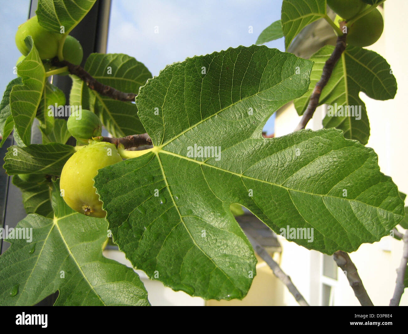 A fig tree pictured in Frankfurt, Germany, 19 September 2006. Photo ...