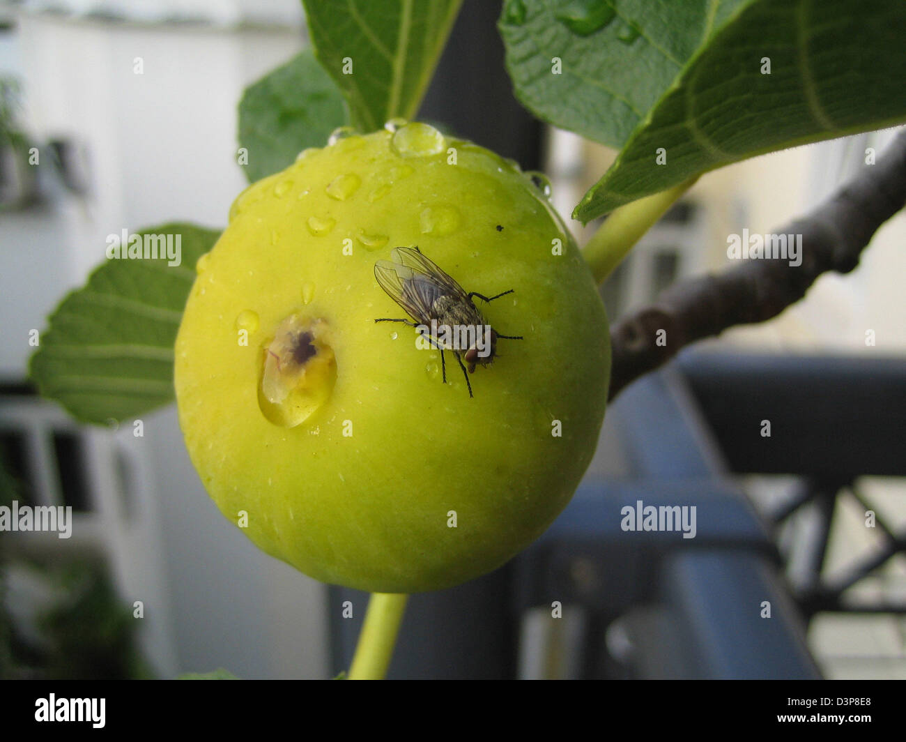 A fly scrabbles over drops of water on a fig tree in Frankfurt, Germany ...