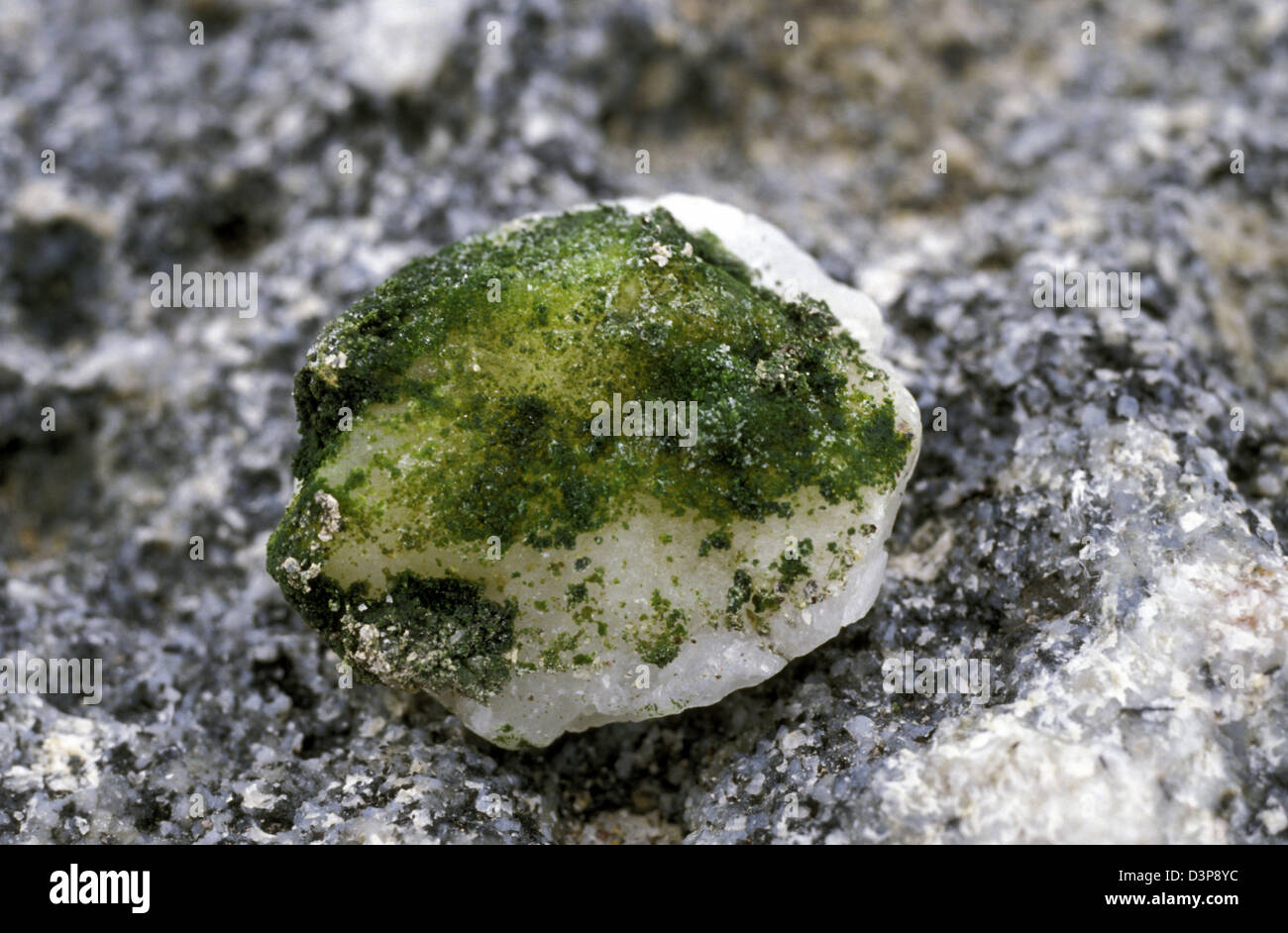 Microalga hi-res stock photography and images - Alamy