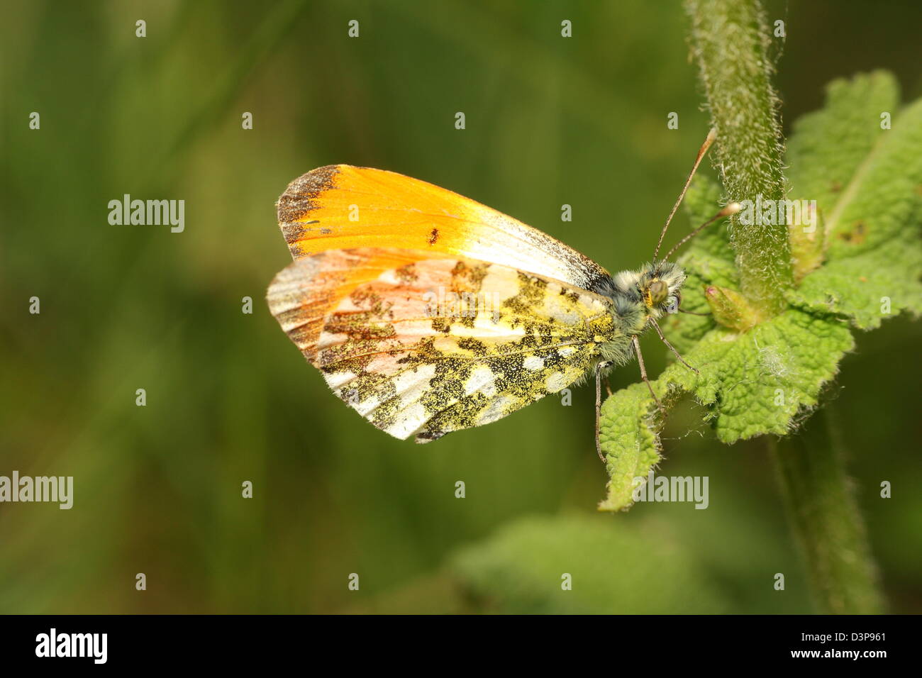 beautiful butterly in the nature Stock Photo - Alamy