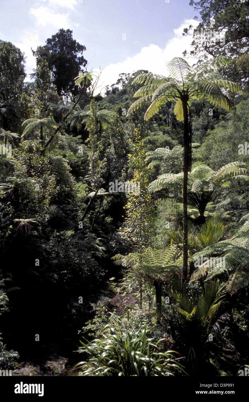 The undated picture shows the primeval forest near Auckland, New ...