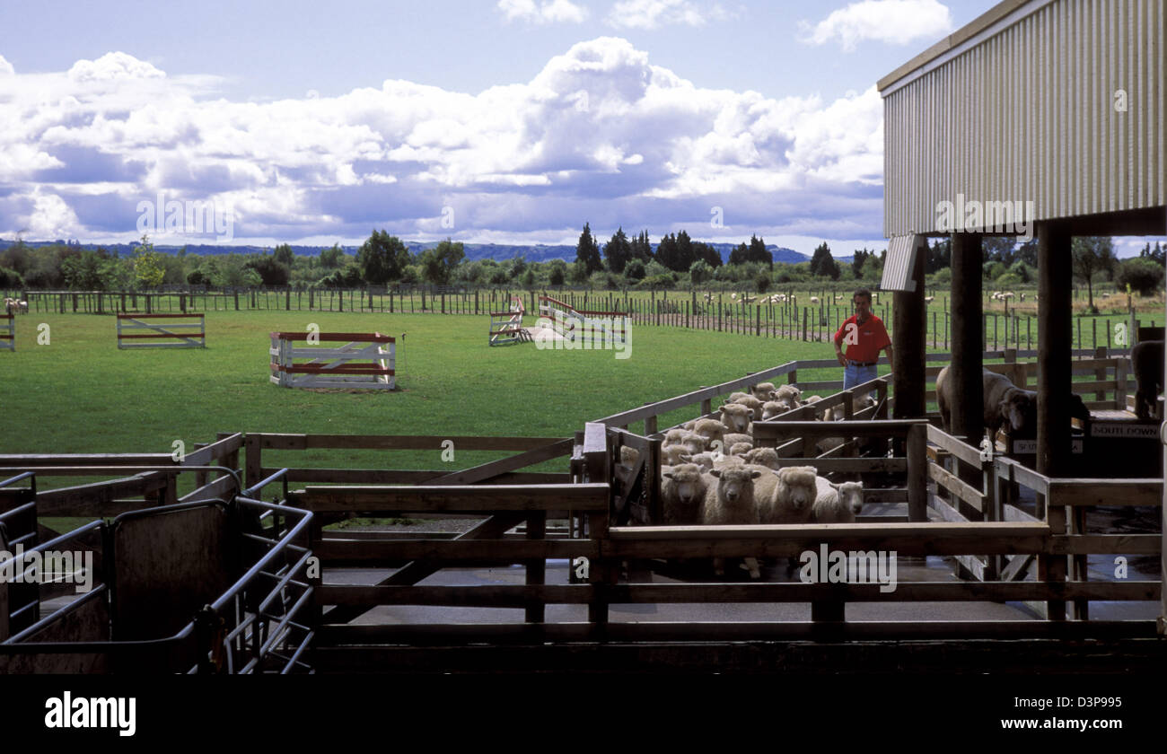 The undated picture shows a sheep farm in Rotorua, New Zealand. Photo ...