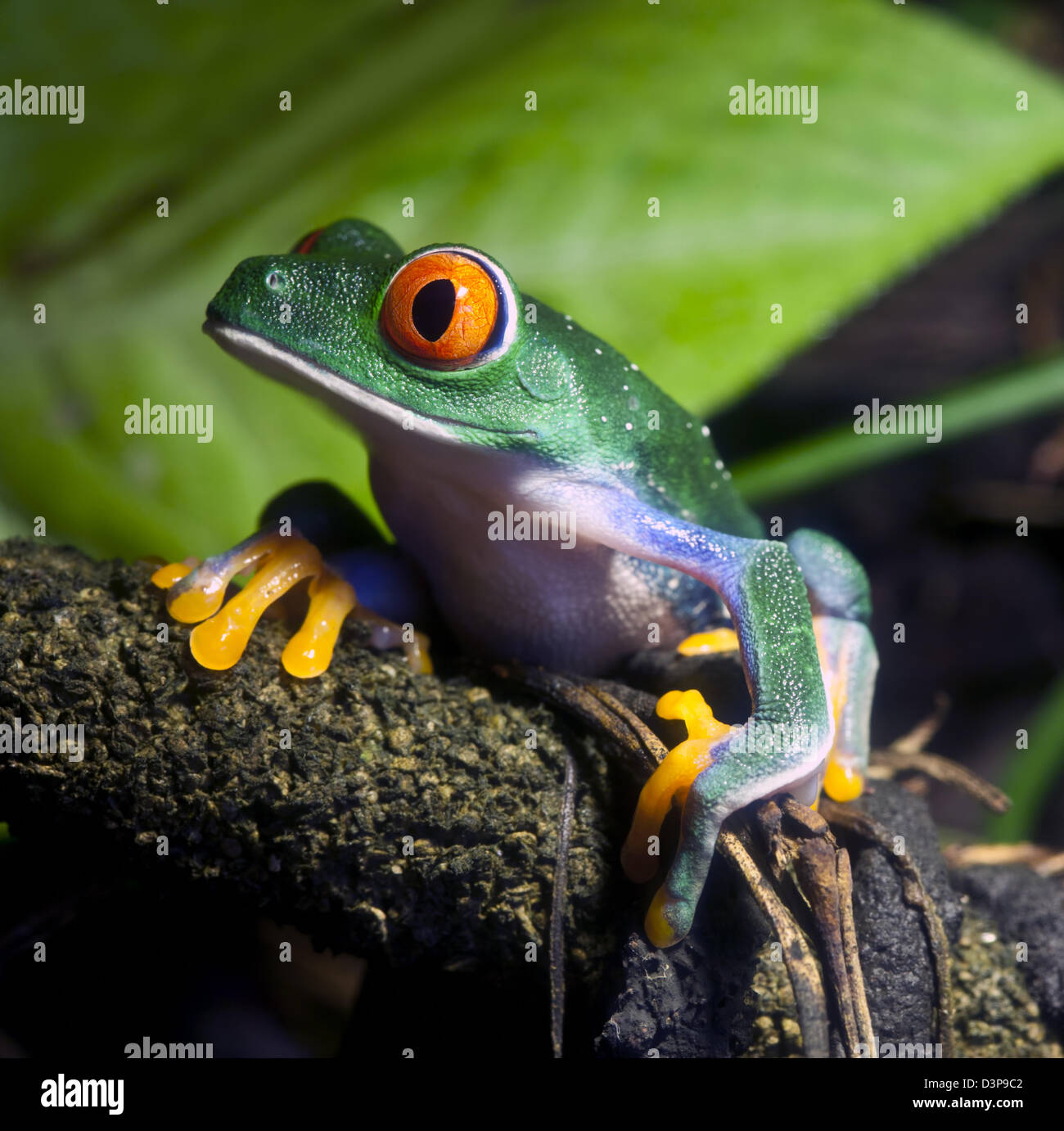 A beautiful colorful Red Eyed Tree Frog in the jungle Stock Photo - Alamy
