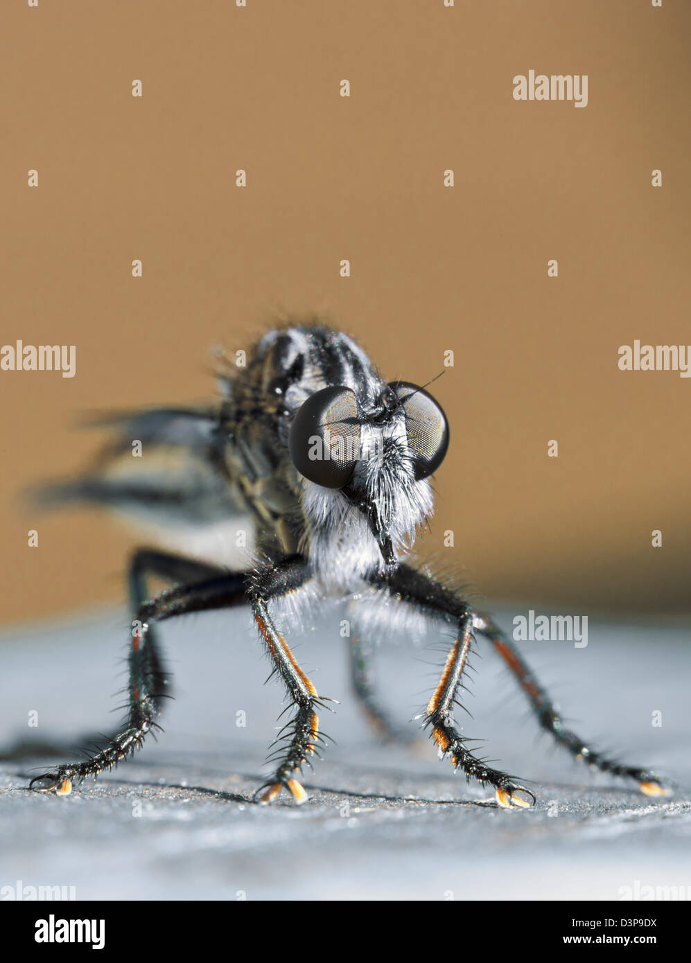 Robber fly macro hi-res stock photography and images - Alamy