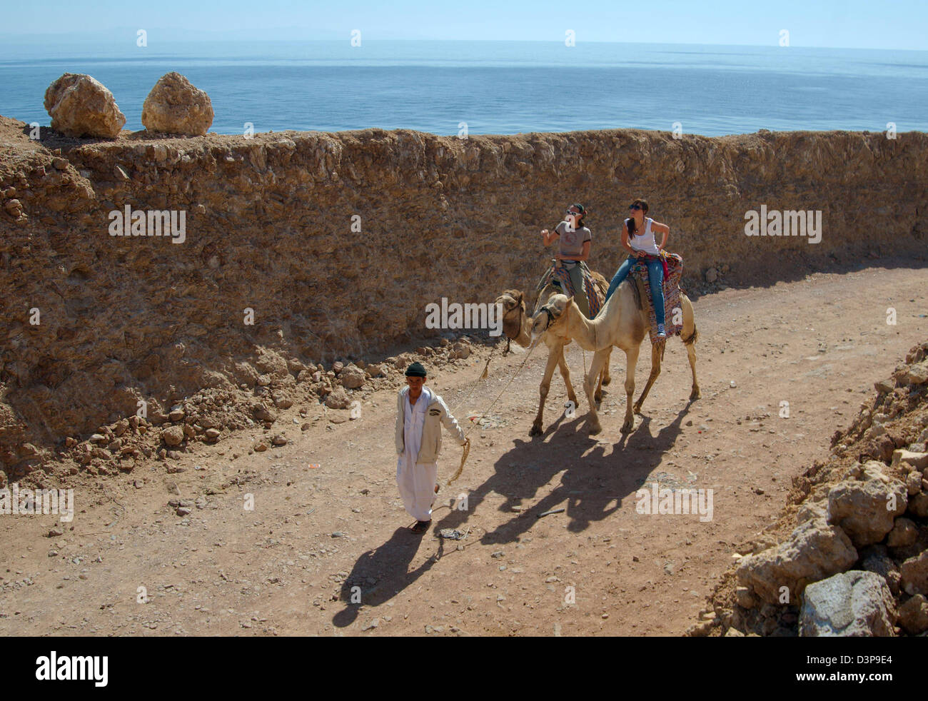 Dromedary camel or Arabian camel (Camelus dromedarius), Dahab, Egypt ...