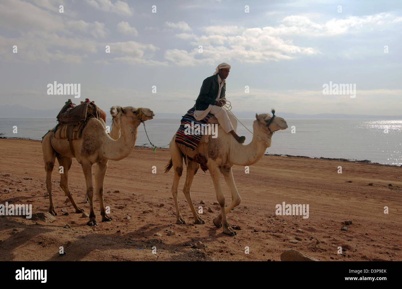 Dromedary camel or Arabian camel (Camelus dromedarius), Dahab, Egypt ...