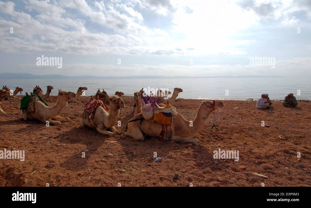 Dromedary camel or Arabian camel (Camelus dromedarius), Dahab, Egypt ...