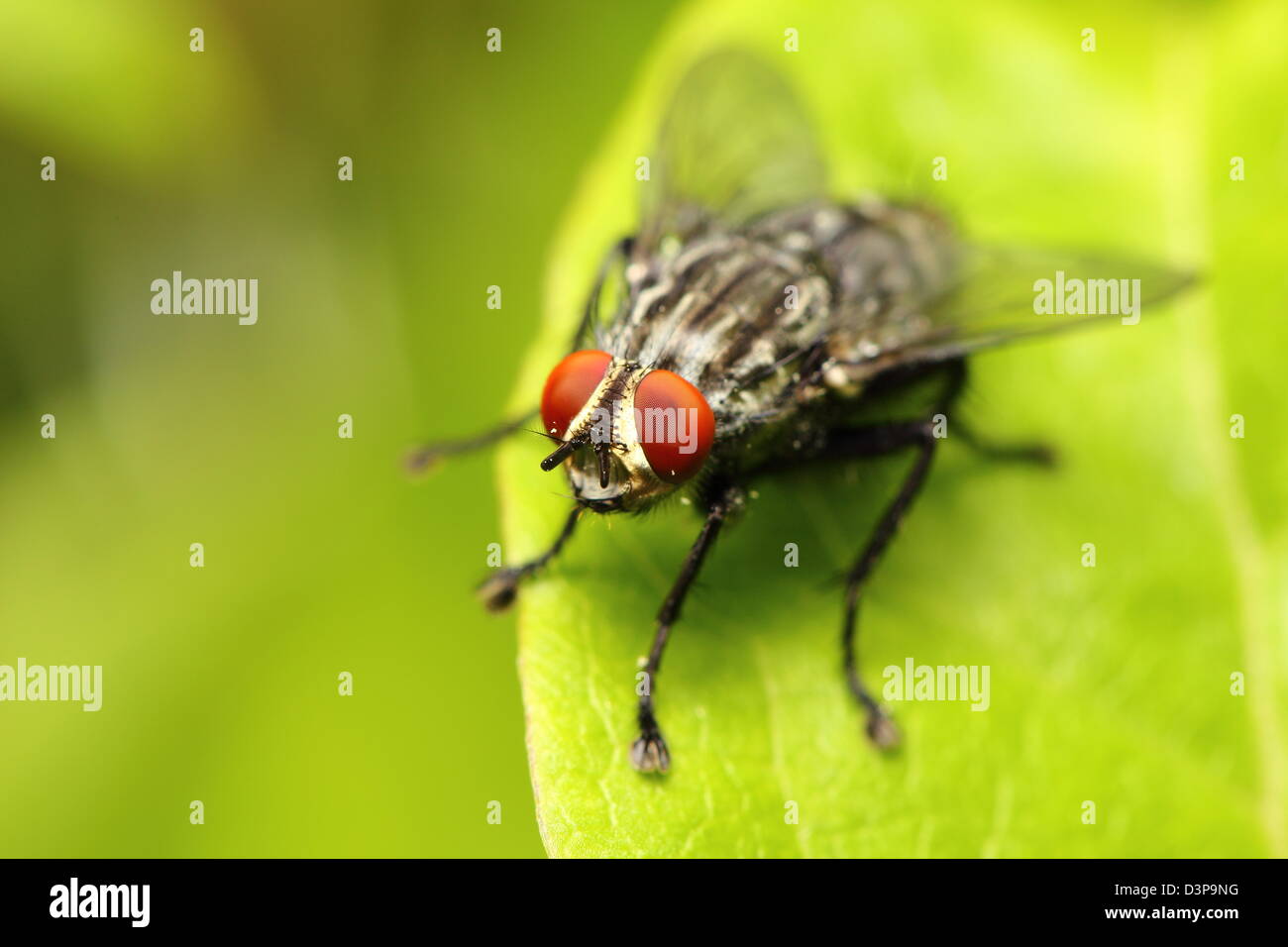 fly in the nature Stock Photo - Alamy