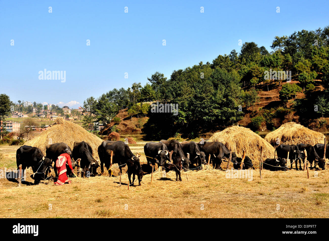 cattle grazing near Naudanda, Nepal Stock Photo - Alamy