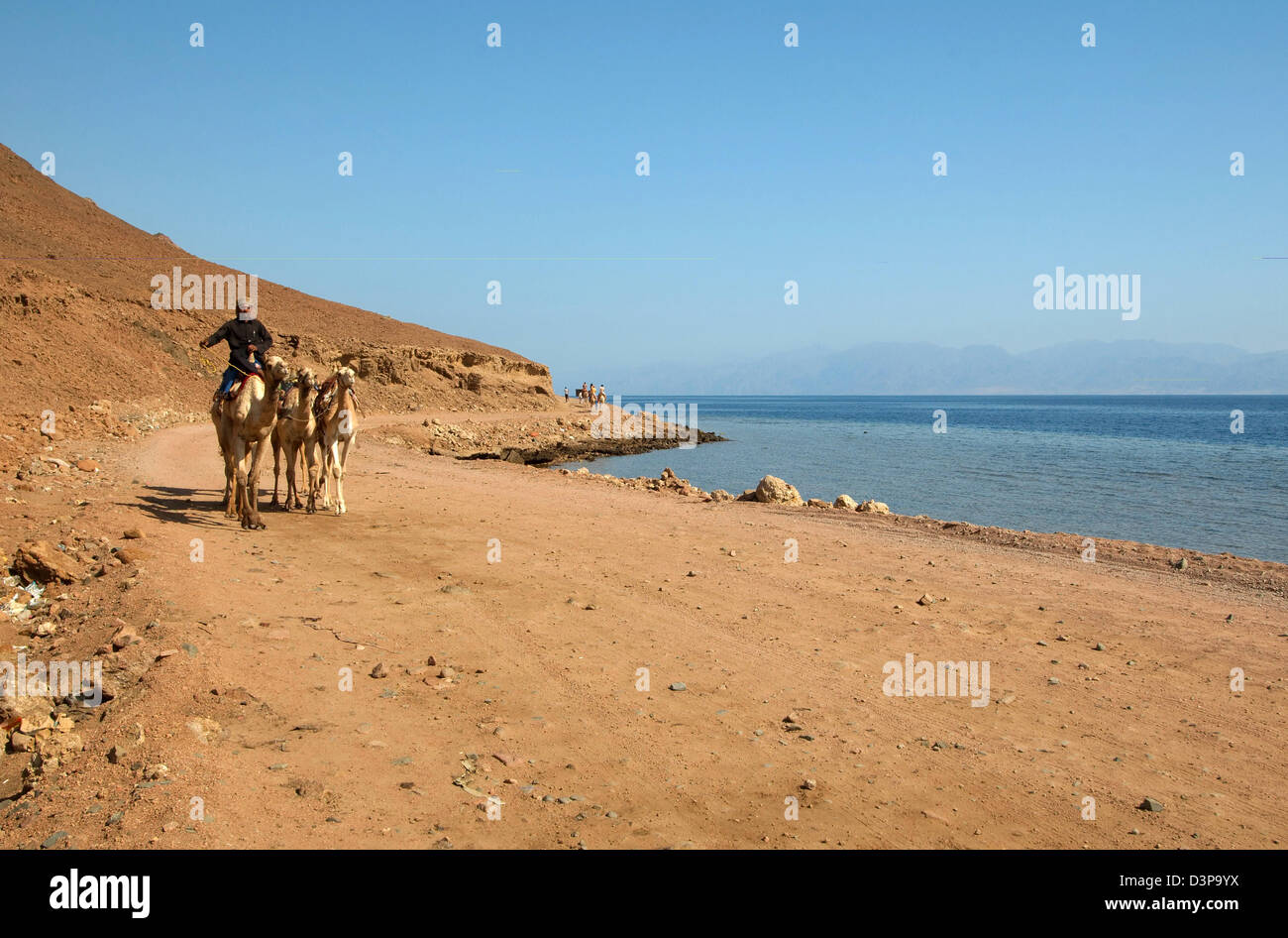 Dromedary camel or Arabian camel (Camelus dromedarius), Dahab, Egypt ...