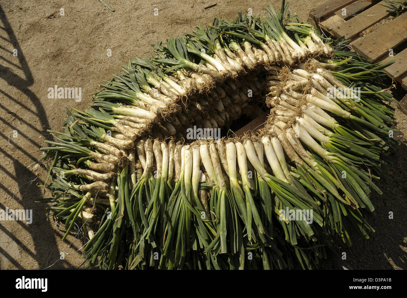 Catalan onions hi-res stock photography and images - Alamy