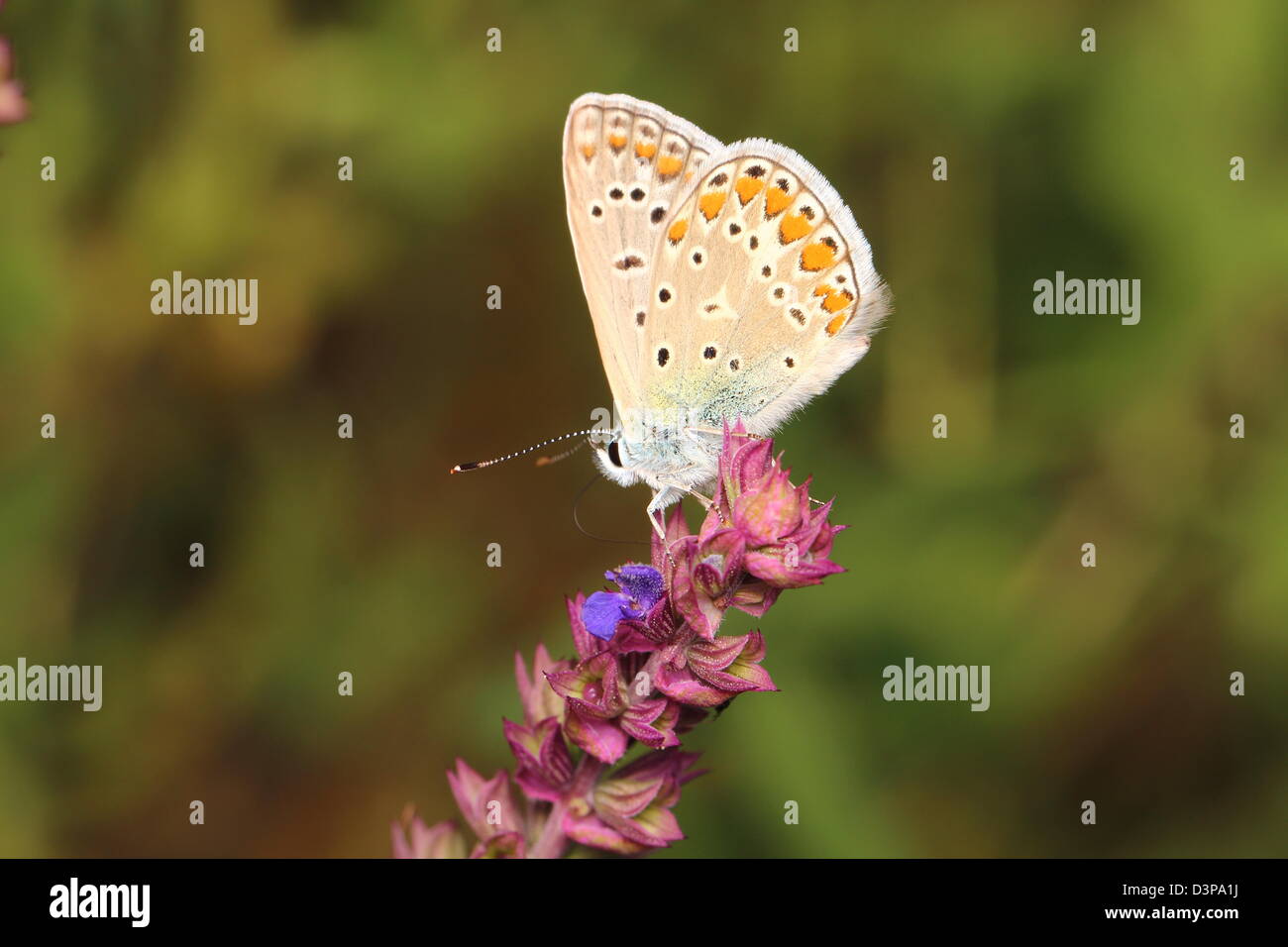 beautiful butterly in the nature Stock Photo - Alamy