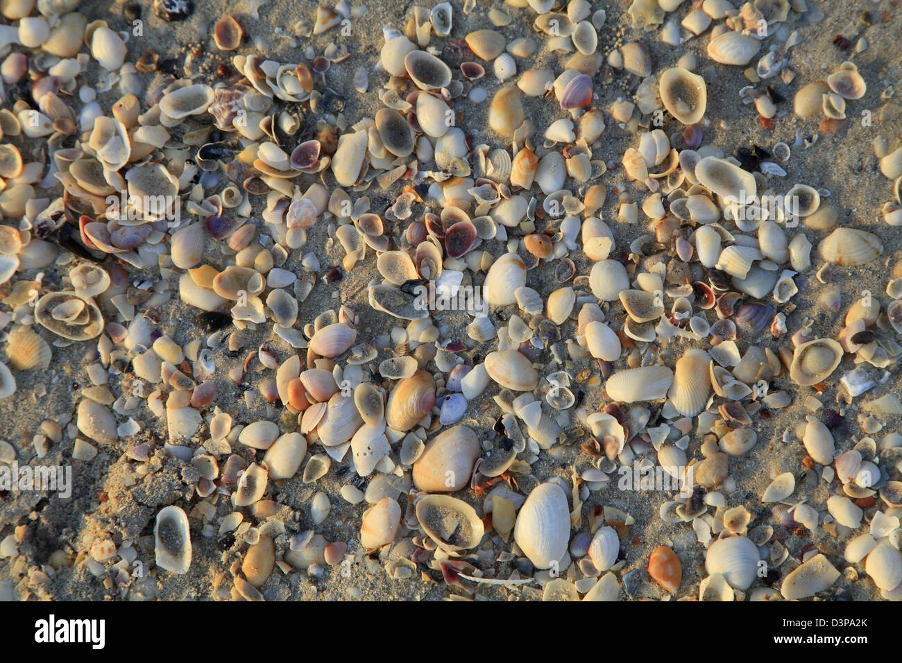 Malaysia, Kedah, Langkawi Island, beach, shells Stock Photo - Alamy