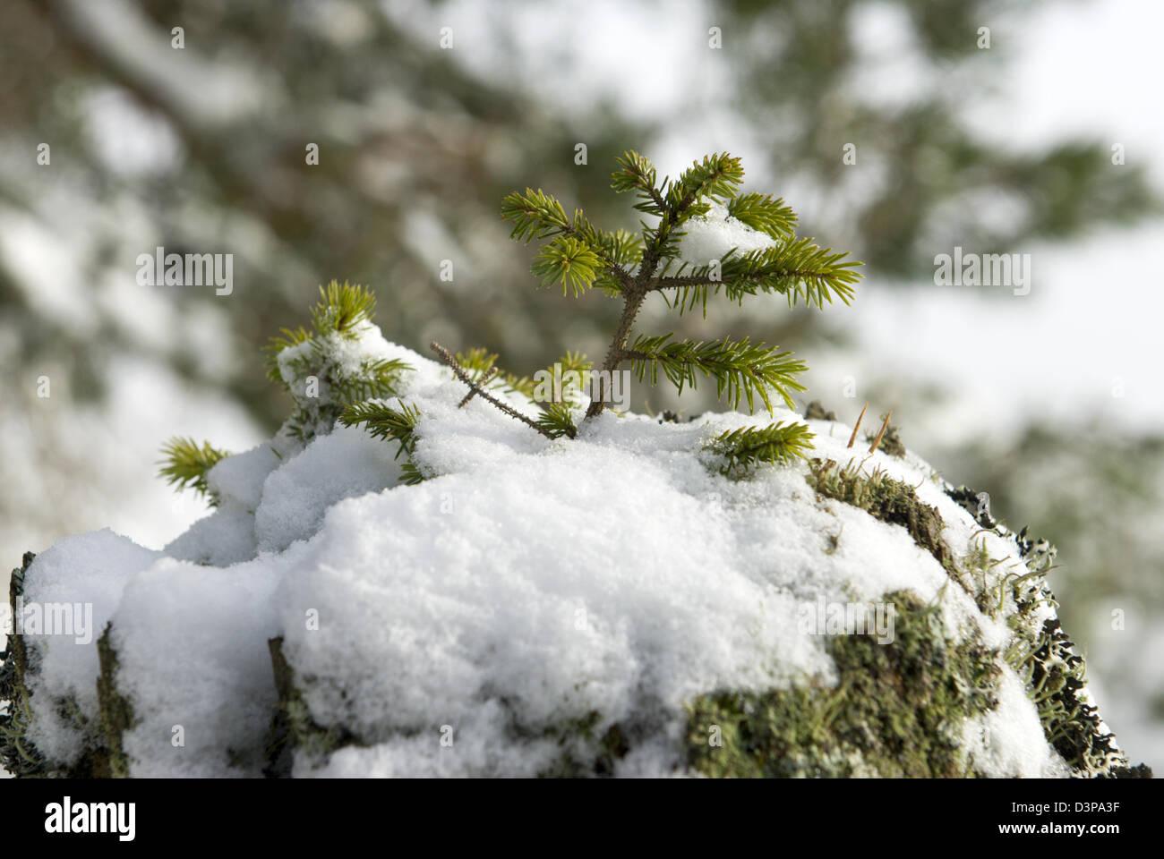 A conifer seedling finds a good place to grow within the rotting top of ...