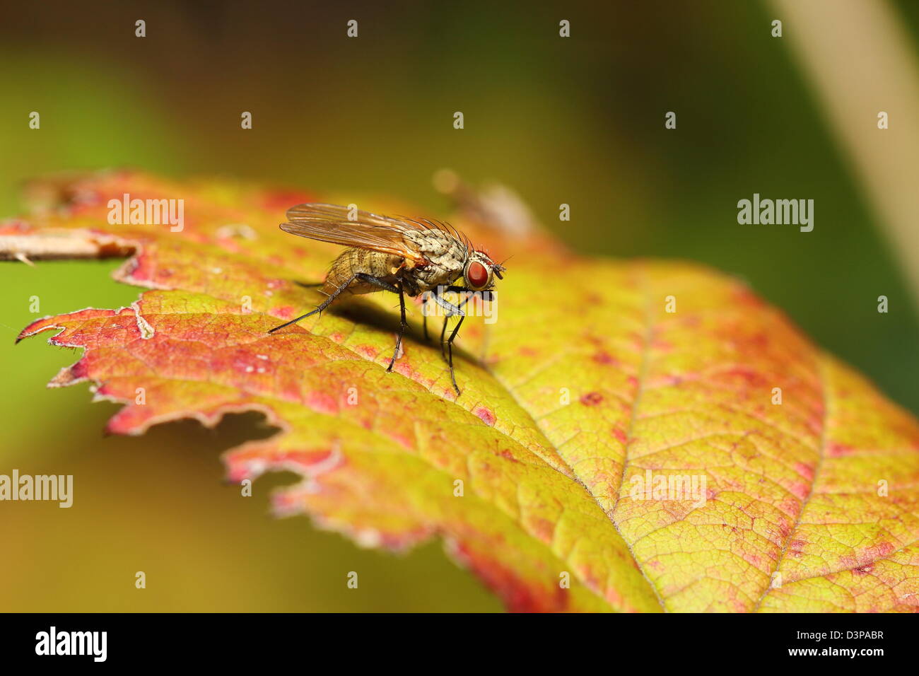 little fly on a leaf in autumn Stock Photo - Alamy