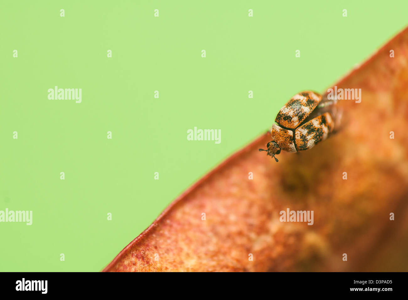Anthrenus (Nathrenus) verbasci Stock Photo - Alamy
