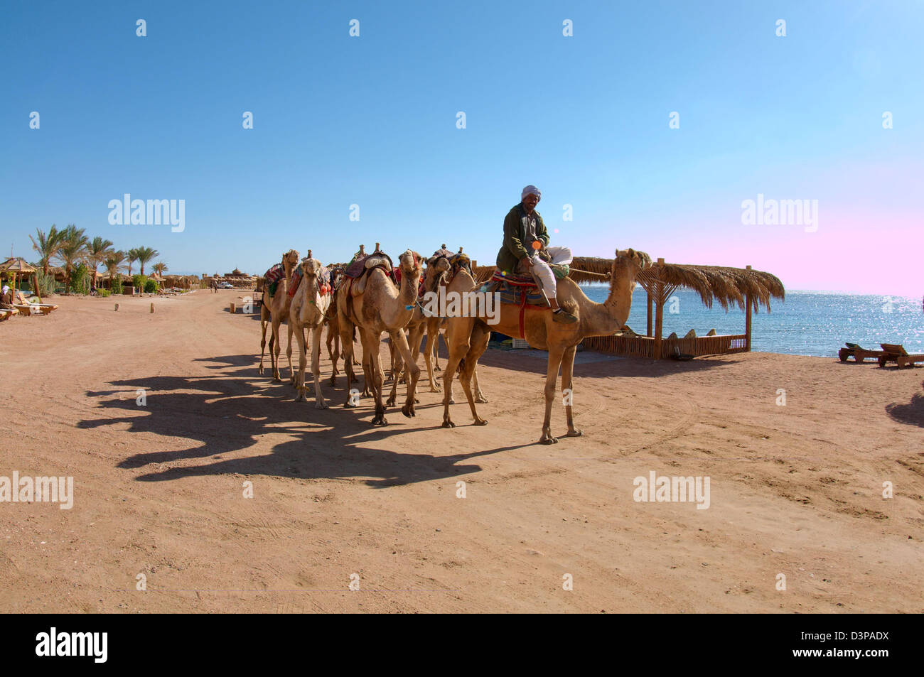 Dromedary camel or Arabian camel (Camelus dromedarius), Dahab, Egypt ...