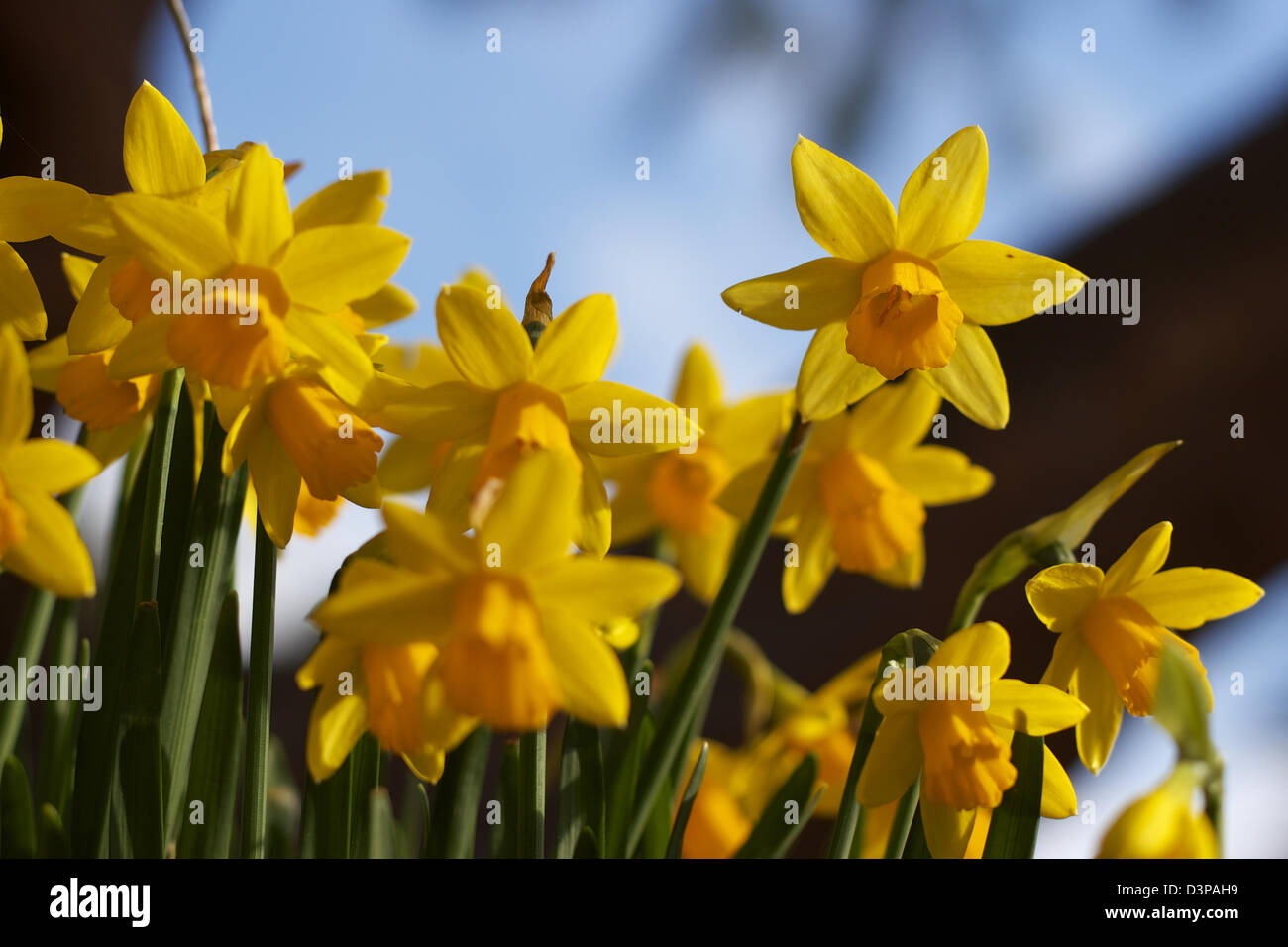 Daffodil Field Cornwall High Resolution Stock Photography and Images ...