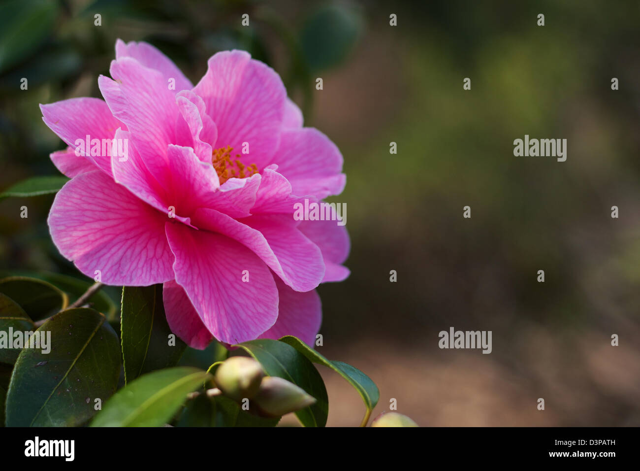 Signs of Spring from Cornwall Stock Photo - Alamy
