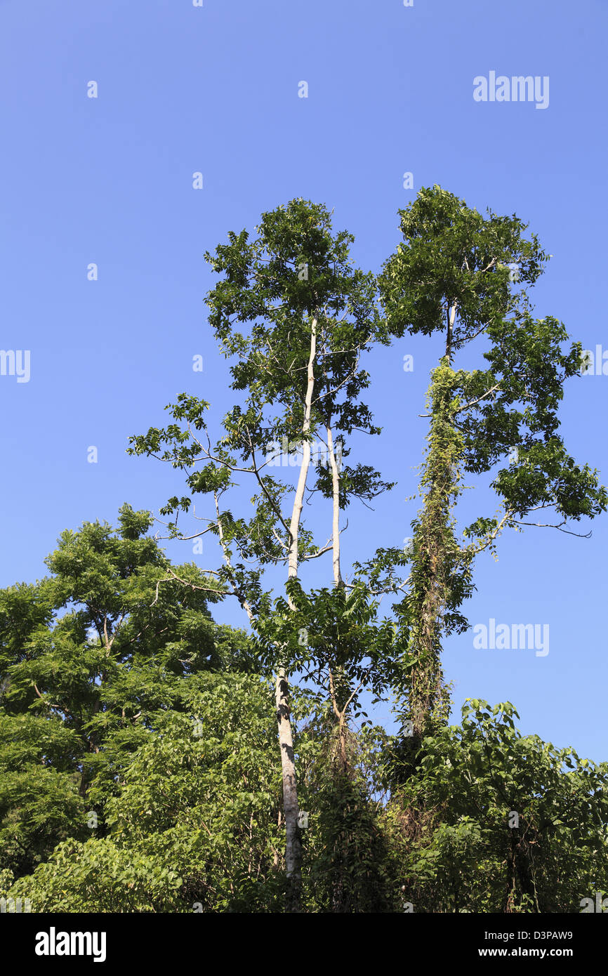 Rain forest trees hi-res stock photography and images - Alamy