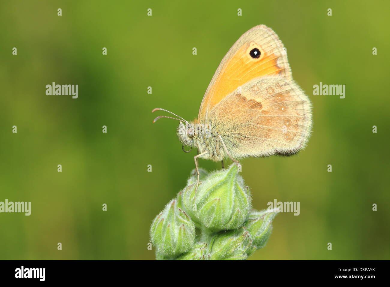 Monarch butterly nature hi-res stock photography and images - Alamy