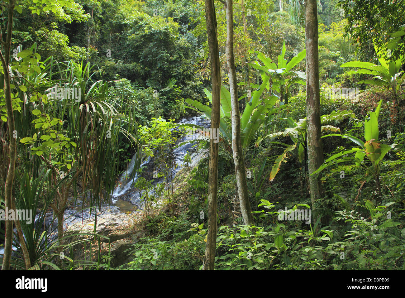 Malaysia, Kedah, Langkawi Island, tropical rain forest, trees Stock ...