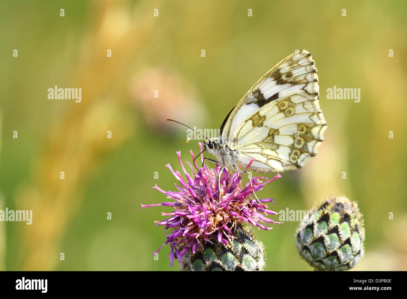 beautiful butterly in the nature Stock Photo - Alamy