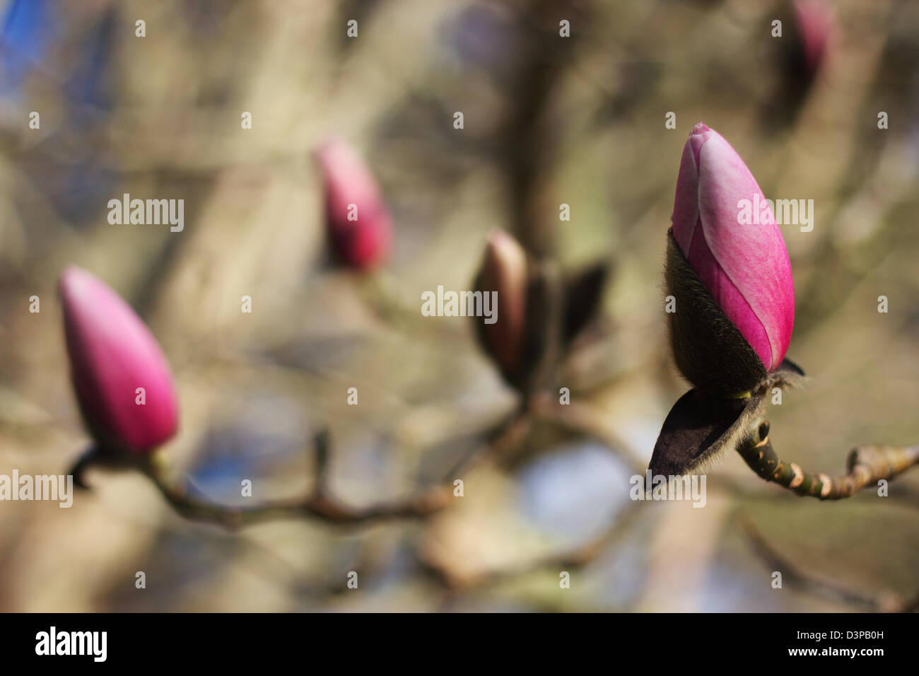 Signs of Spring from Cornwall Stock Photo - Alamy
