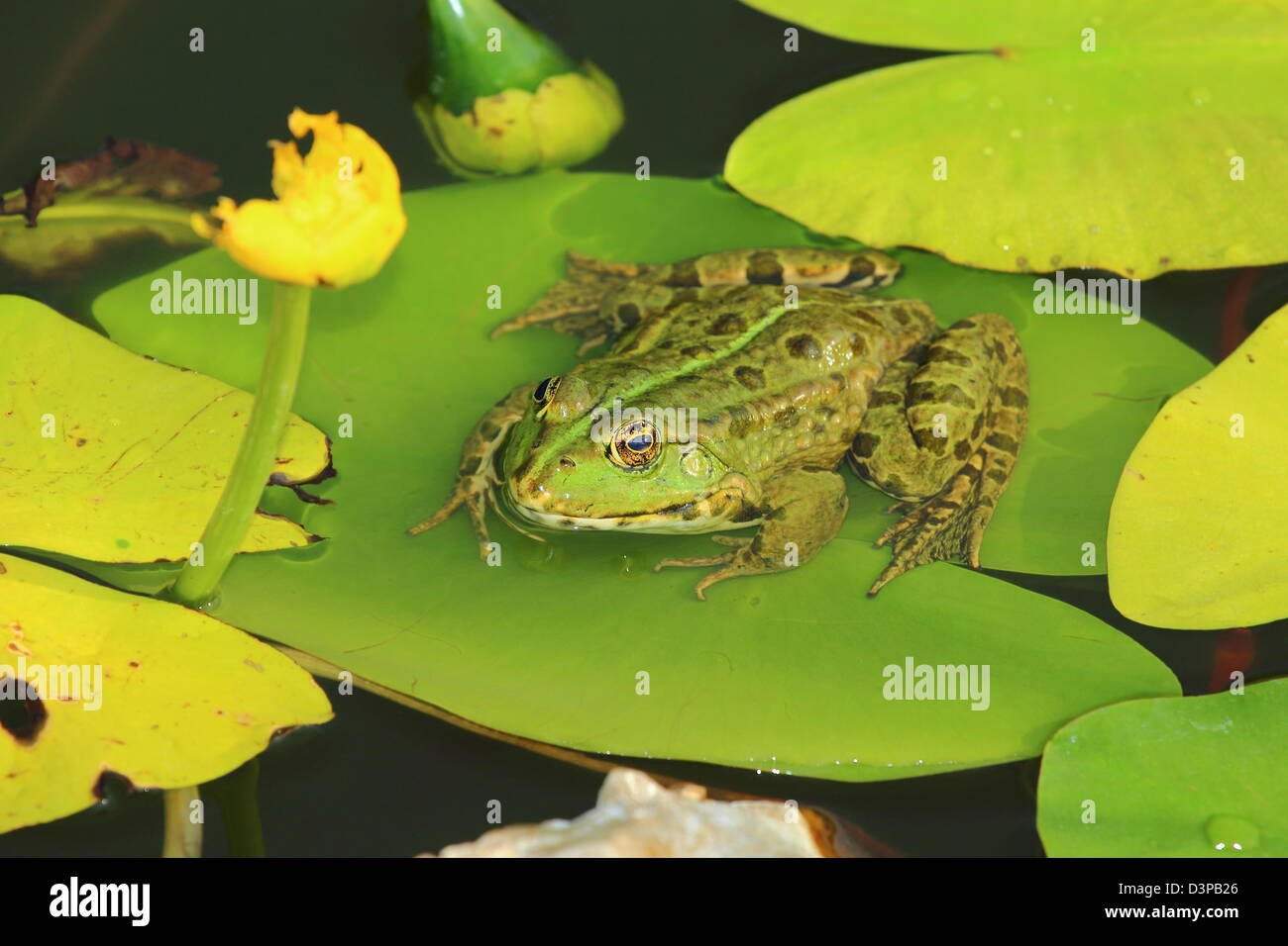 green Frog in a lake Stock Photo - Alamy