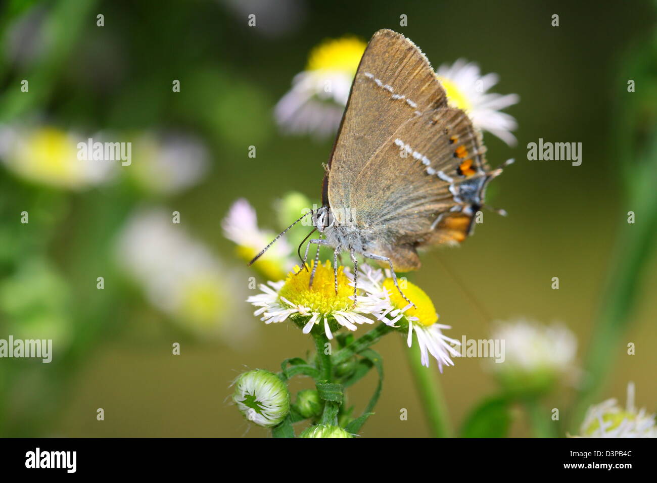 beautiful butterly in the nature Stock Photo - Alamy