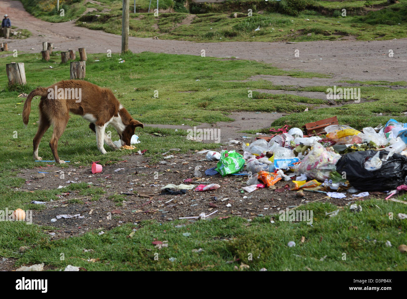 Dog scavenging hi-res stock photography and images - Alamy