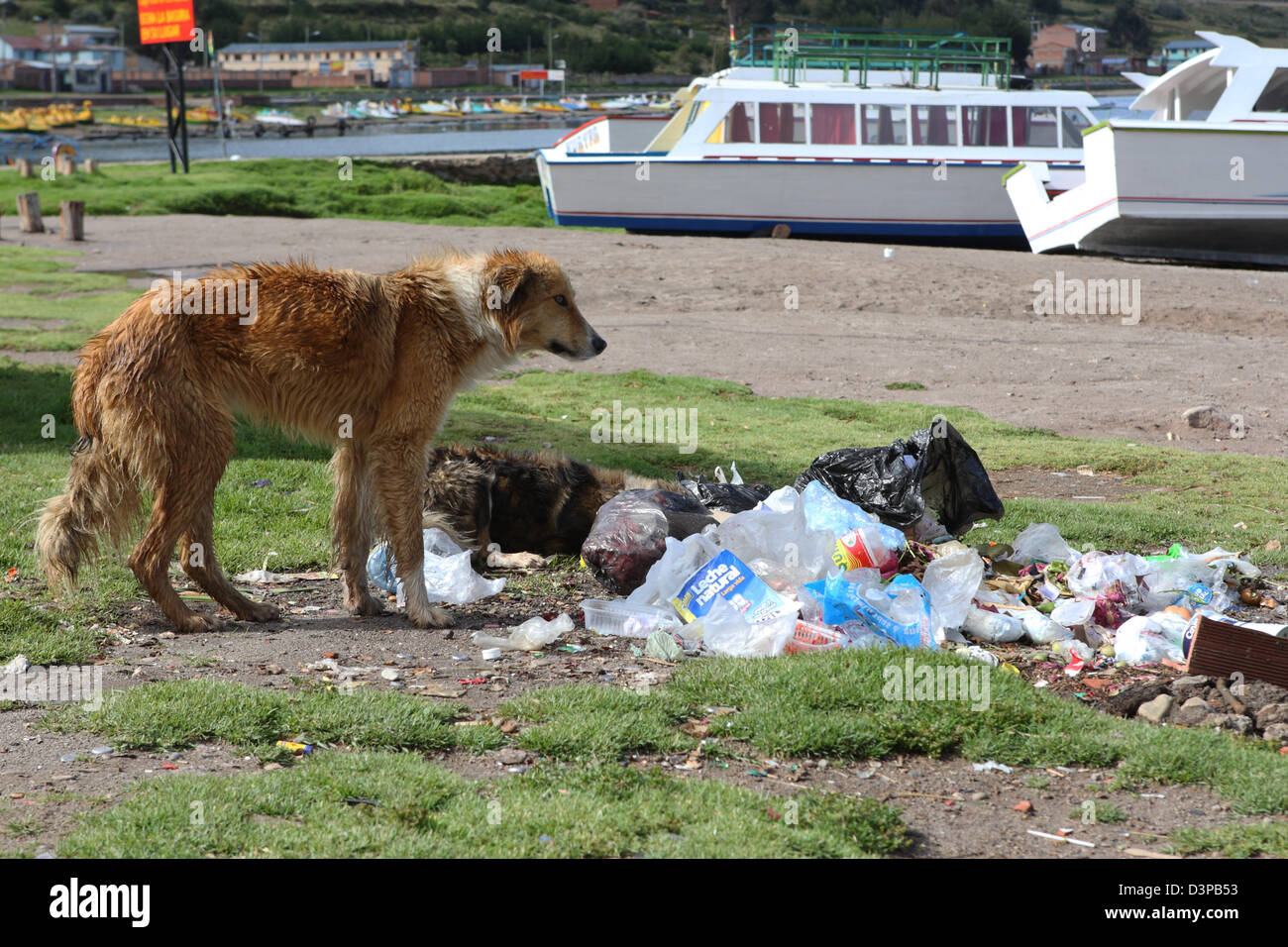 Scavenging dog hi-res stock photography and images - Alamy