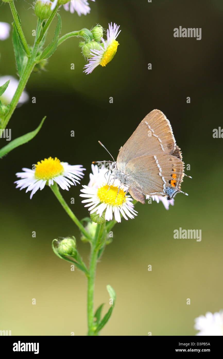 beautiful butterly in the nature Stock Photo - Alamy