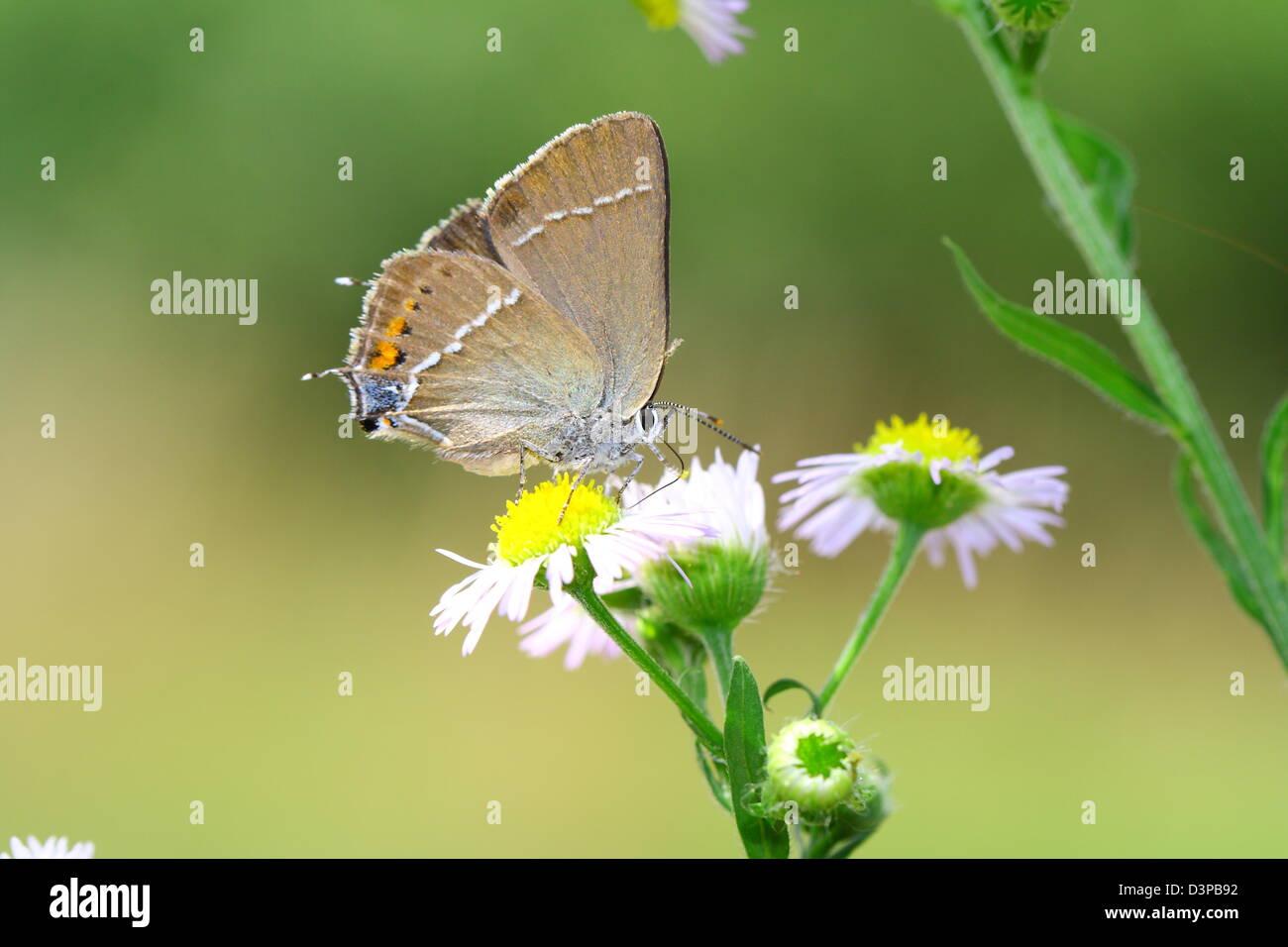 Beautiful butterly hi-res stock photography and images - Alamy