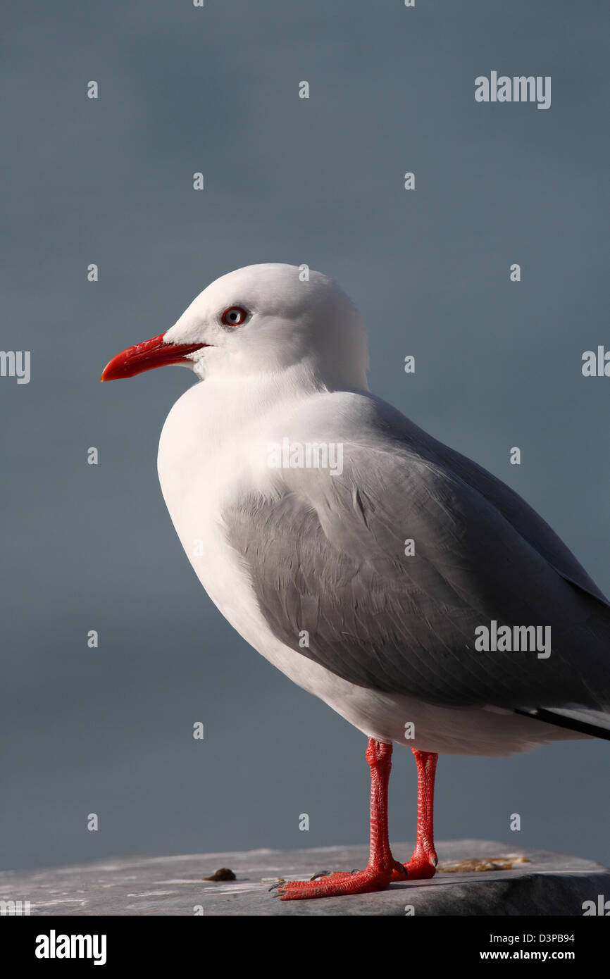 Thick billed gull hi-res stock photography and images - Alamy