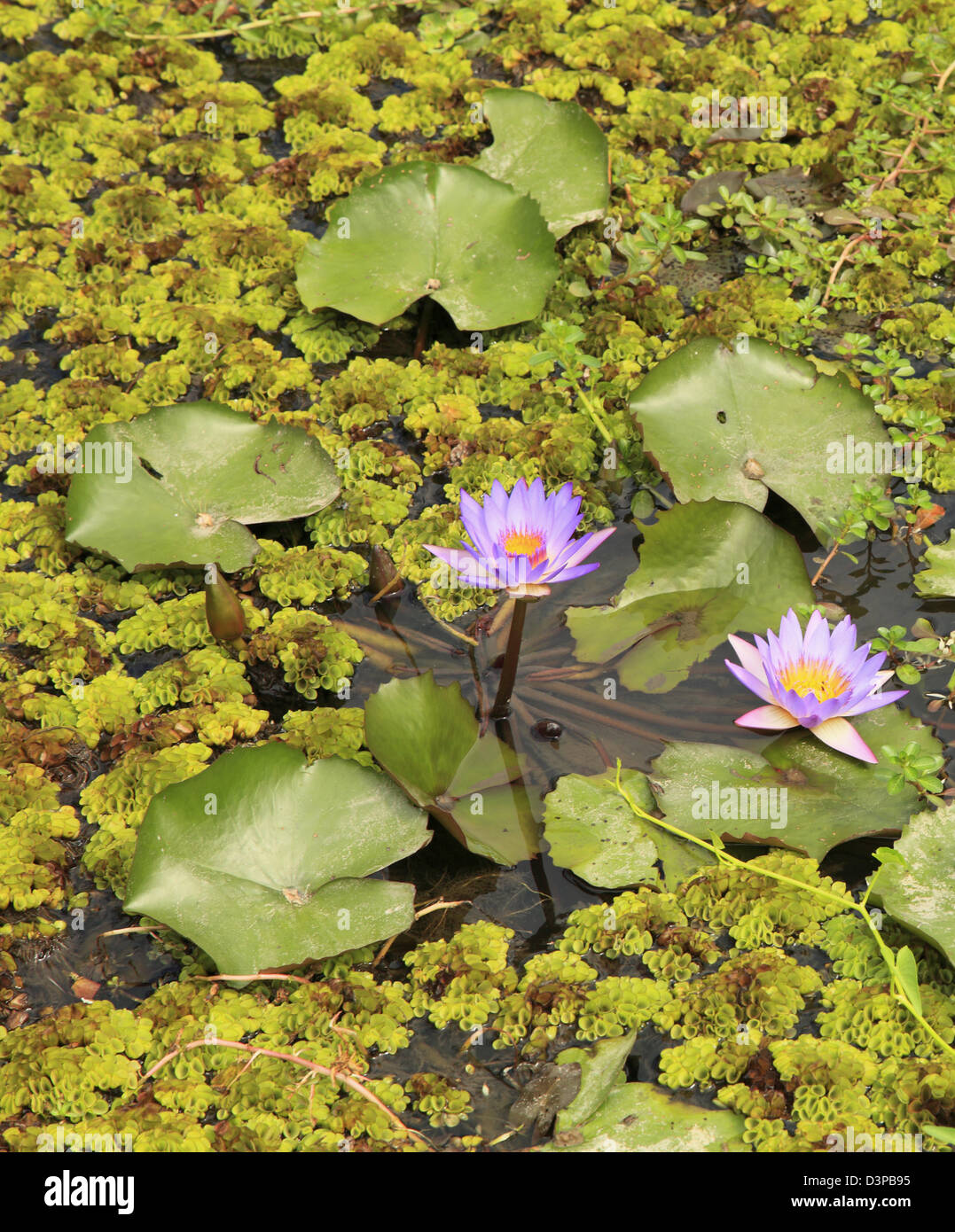Malaysia, Kedah, Langkawi Island, Laman Padi, pond, aquatic plants ...