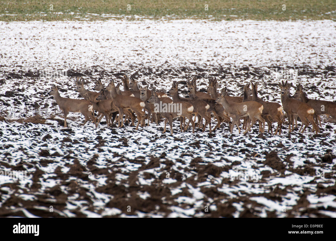 Herd of deer Stock Photo - Alamy