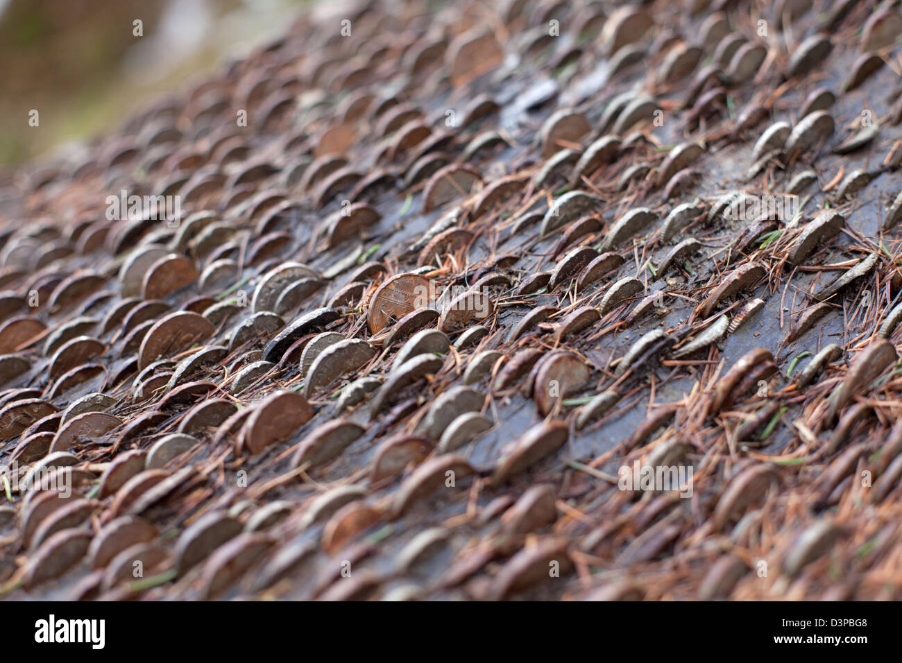 Money tree Tarn Hows, England, UK Stock Photo - Alamy