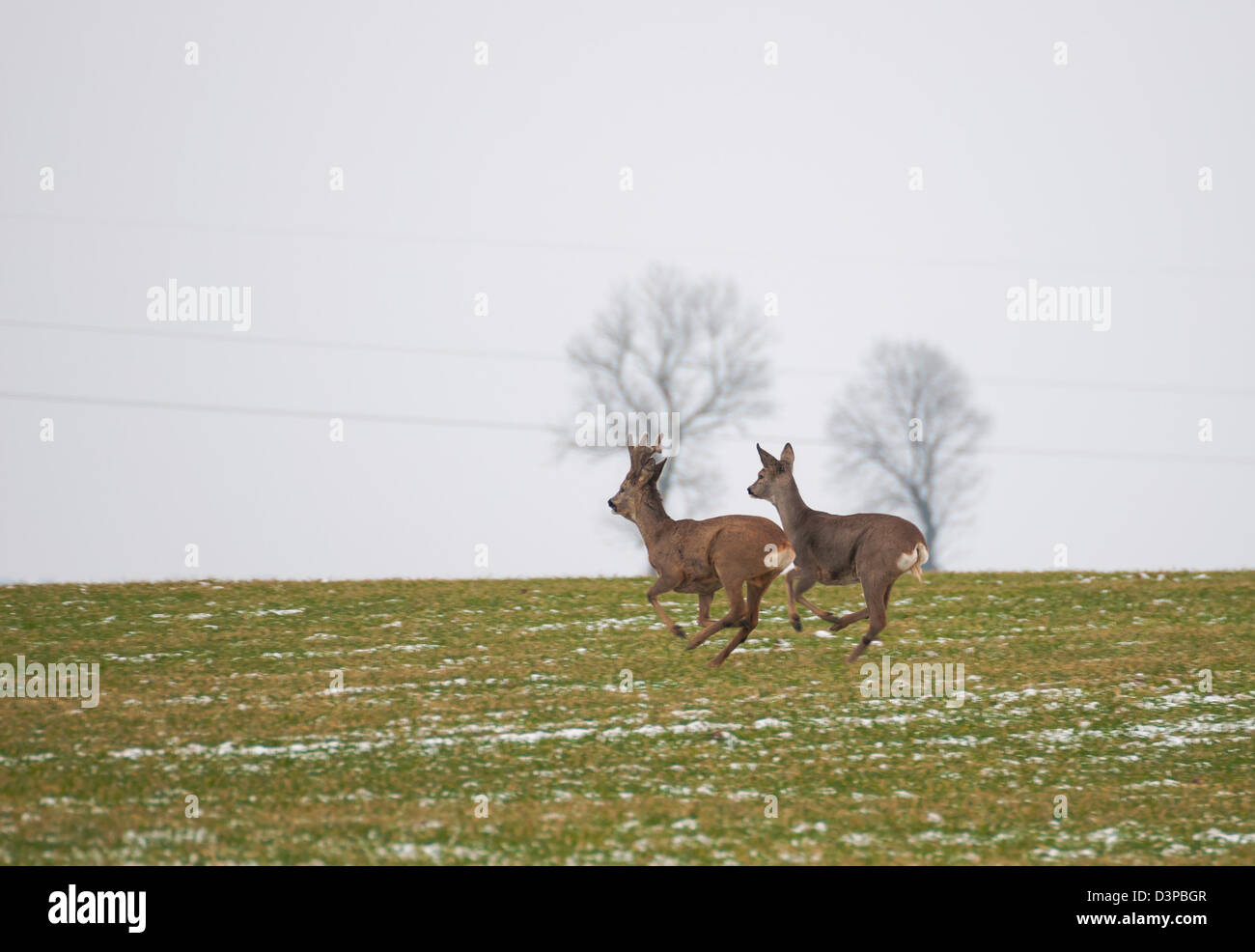 Roebuck run hi-res stock photography and images - Alamy
