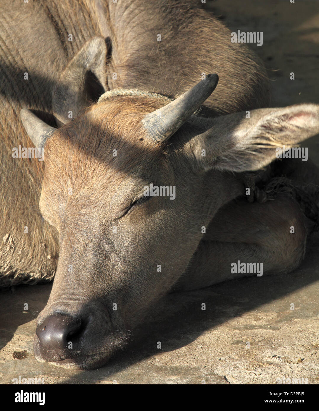 Malaysia, Kedah, Langkawi Island, Laman Padi, water buffalo calf Stock ...