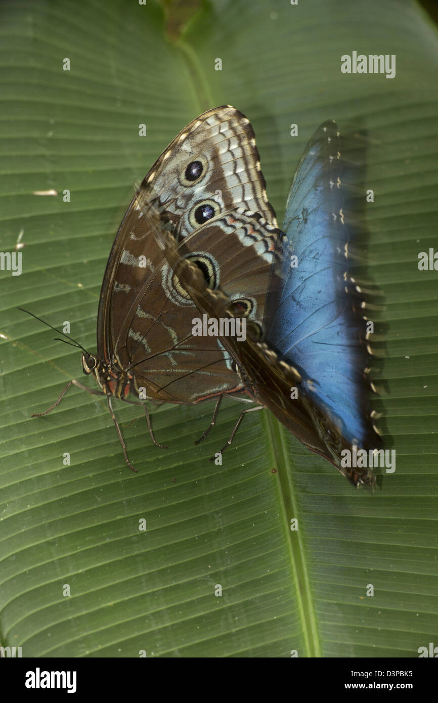 Blue Morpho (Morpho peleides) , tropical rainforest, Costa Rica, male ...