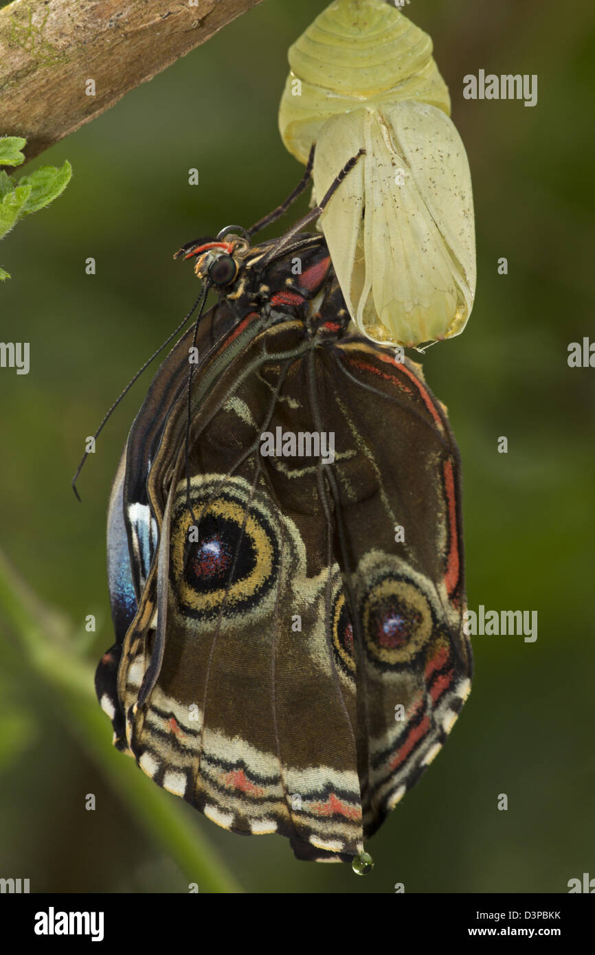 Blue Morpho (Morpho peleides) , tropical rainforest, Costa Rica , adult ...