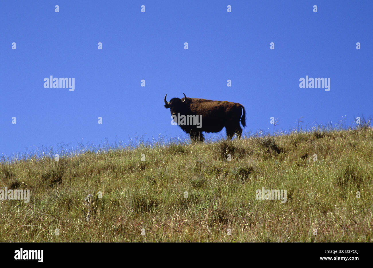 Buffalo (American Bison) roam freely about inland region of Catalina ...