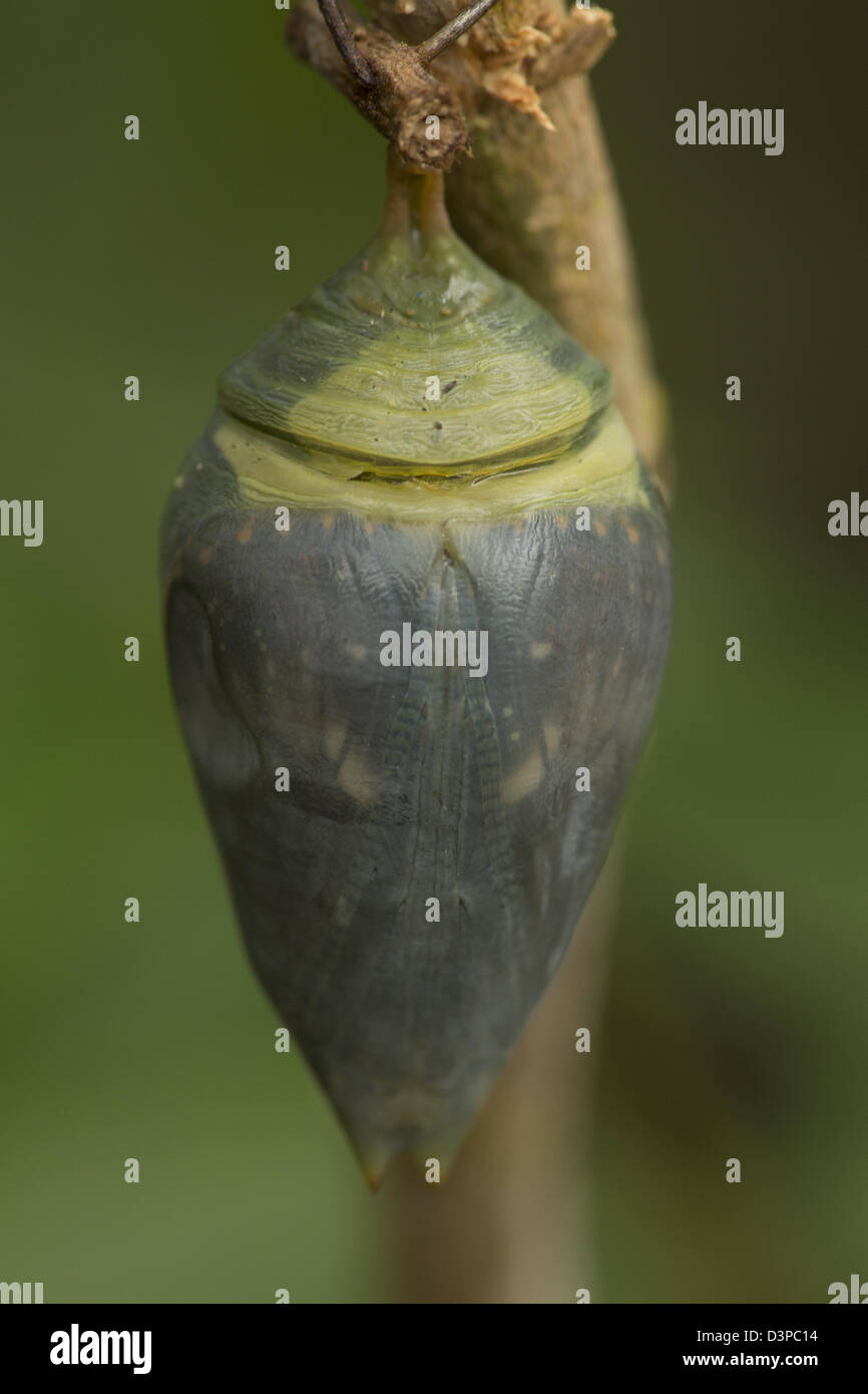 Blue Morpho (Morpho peleides) , tropical rainforest, Costa Rica, pupa ...